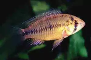 बोरेलको एपिस्टोग्राम। Reitzig को apistogram (Apistogramma borellii) -