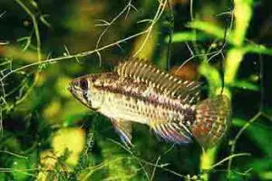 Apistogramma Corumba (Apistogramma commbrae)