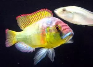 Dem Burton seng Astatilapie. Haplochromis Burton ?: Foto, Video, Inhalt, Zucht, Kaaft