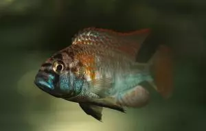 astatothilapia Burton. Haplochromis Burton (Astatotilapia burtoni) -