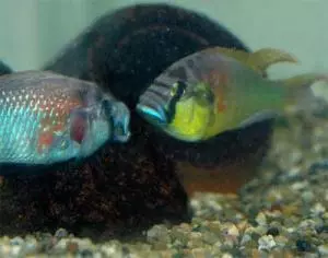 בערטאָן ס אַסטאַטאָטהילאַפּיאַ. Haplochromis Burton (Astatotilapia burtoni) -