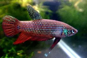 Betta smaragdina -