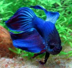 Kohút alebo ryba Betta (Betta splendens)