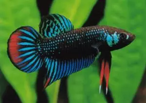 수탉은 왜소합니다. 수탉은 검은색입니다. 베타 블랙(Betta imbellis)