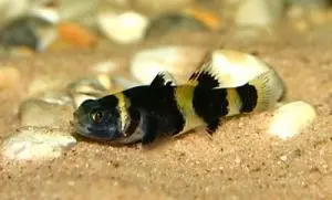 Brachygobius vyblednutý (Brachygobius doriae) -