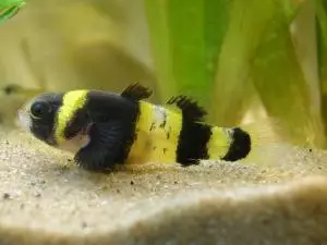 Bebê Brachygobius (Brachygobius nunus)