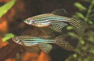 Danio rerio (Brachydanio rerio)