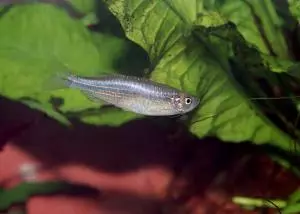 Danio blau. Danio Thai (Brachydanio kerri)