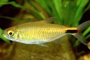 Ntev-finned bricinus. Congo ci ntsa iab (Brycinus longipinnis) -