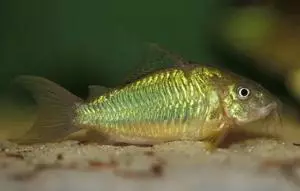 ሶሚክ አረንጓዴ። Smaragdovy catfish ?: ፎቶ ፣ ቪዲዮ ፣ ይዘት ፣ እርባታ ፣ ይግዙ
