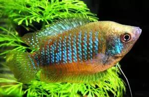 Gourami-mielo ?: foto, filmeto, enhavo, bredado, aĉeto