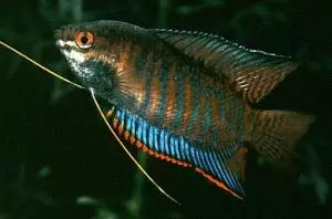 Koloseum pruhované (Colisa fasciata)