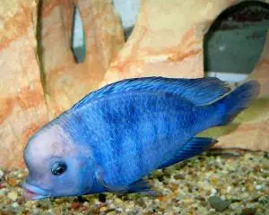 Dauphin bleu (Cyrtocara moorii)