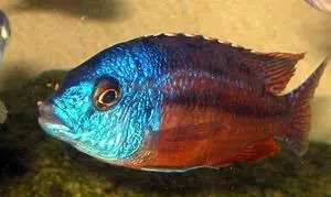 Xaplochromis Boadzulu. Cyrtocara boadzulu