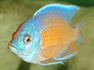 Xaploxrom Borli. Haplochromis rang -barang. Cyrtocara borleyi