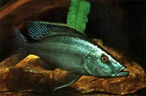 Haplochromis à long nez (Cyrtocara compressiceps)