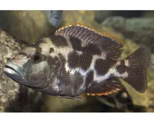 Haplochromis Livingston. Cyrtocara livestoni