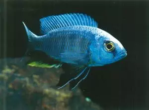 Haplochromis chrysonotus. Cyrtocara chrysonotus