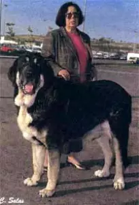 스패니시 마스티프(Extremadura Mastiff, La Manche Mastiff)