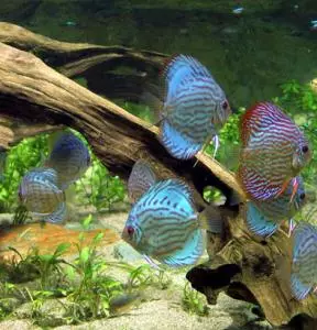 အပြာရောင် Discus (Symphysodon aequifasciata haraldi) -