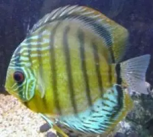 Discus alawọ ewe (Symphysodon aequifasciata aequifasciata Pellegrin, 1903.)