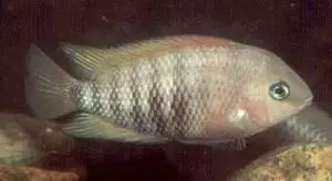 Cichlazoma မီးခိုးရောင်။ Cichlasoma spilurum (Cichlasoma spilurum)