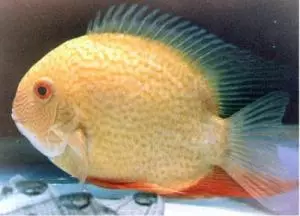 ជំងឺ Cichlasoma severum