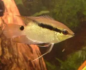 Cichlasoma mesonuata (Cichlasoma festivum)