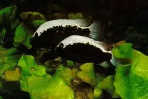 Cichlasona bartoni