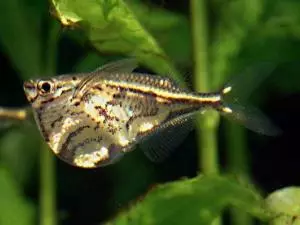 Carnegiela marmol (Carnegiella strigata) -