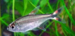 Hemigrammus marginatus (Hemigrammus marginatus) -