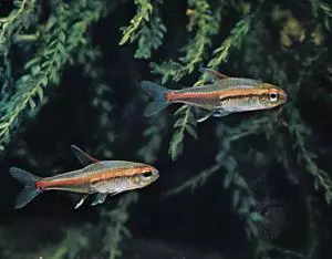 Tulekahju tetra või erütrotsoon (Hemigrammus erythrozonus)