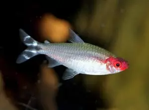 เตตร้าจมูกแดง (Hemigrammus rhodostomus)