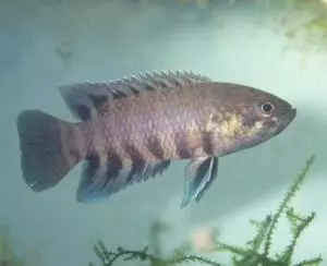 Cténopome nain (Ctenopoma nanum)