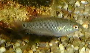 Kupanus yog xim av. Common Kupanus (Pseudosphromenus cupanus) -