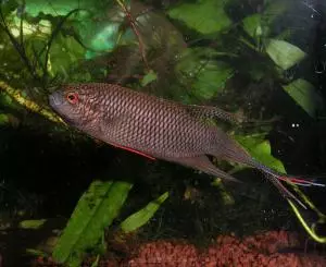 Macropod wakuda (Macropodus concolor)