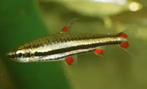 Nannostomus trifasciatus (Nannostomus trifasciatus)