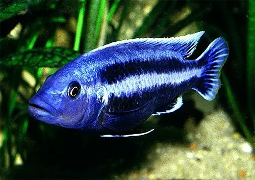 Melanochromis Chipoka ?: сүрөт, видео, мазмун, асыл тукум, сатып алуу