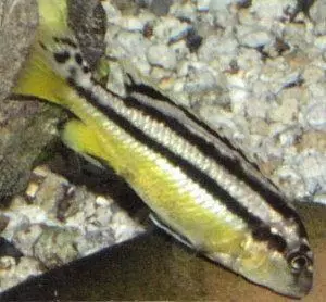 Melanohromisks zelts. Zelta papagailis (Melanochromis auratus)