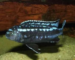 Melanochromis johanni (Melanochromis johanni)