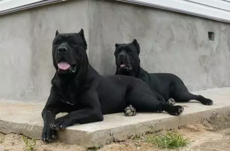 Cane Corso Italliano