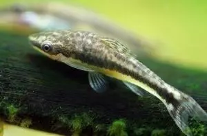 ຄວາມ ສຳ ຄັນຂອງ Otocinclus