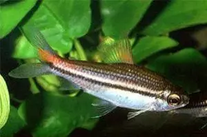 Nannetiops single -strip (Nannaethiops unitaeniatus) -