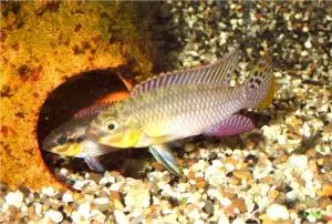 Xalis tutuquşu (Pelvicachromis subocellatus) -