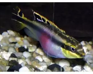 Parot cyffredin (Pelvicachromis pulcher)