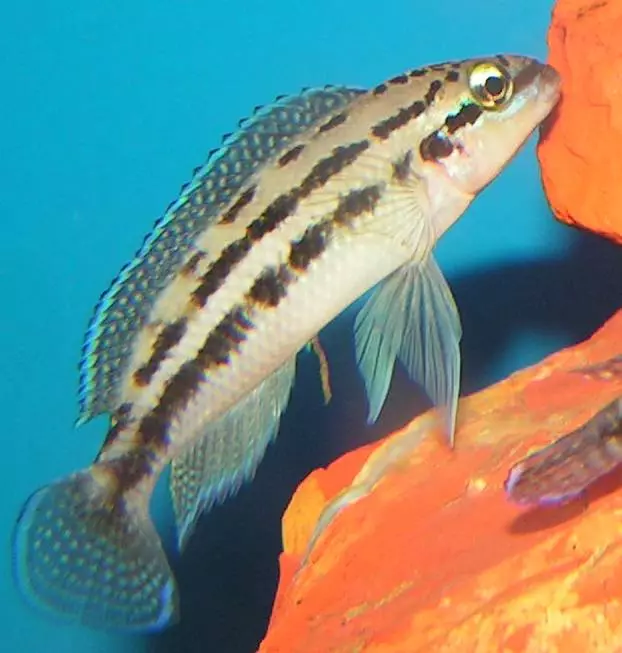 Julidochromis Dickfeld. Yulidochromis nyina-w'isaro ?: ifoto, videwo, ibirimo, ubworozi, kugura