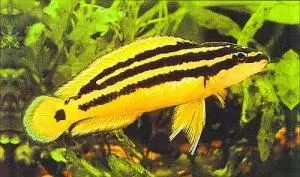 Julidochromis ornatus eller Golden Parrot (Julidochromis ornatus)