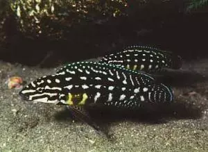 Julidochromis Marlier. Plasa Yulidochromis (Julidochromis marlieri)