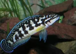 Yulidochromis kaukė (Julidochromis transcriptus)