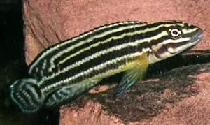 ჯულიდოქრომის რეგანი (Julidochromis regani)